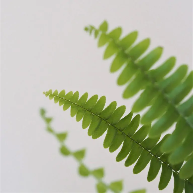 Papraď Nefrolepka vznešená | Izbové rastliny - Plantizia.sk