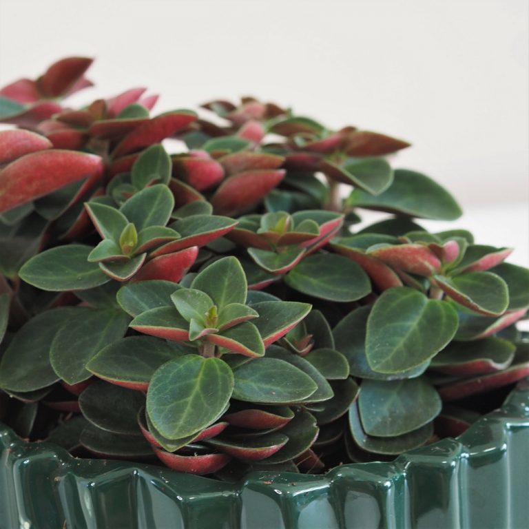 Peperomia verticillata ‘Red Log’ - Plantizia.sk