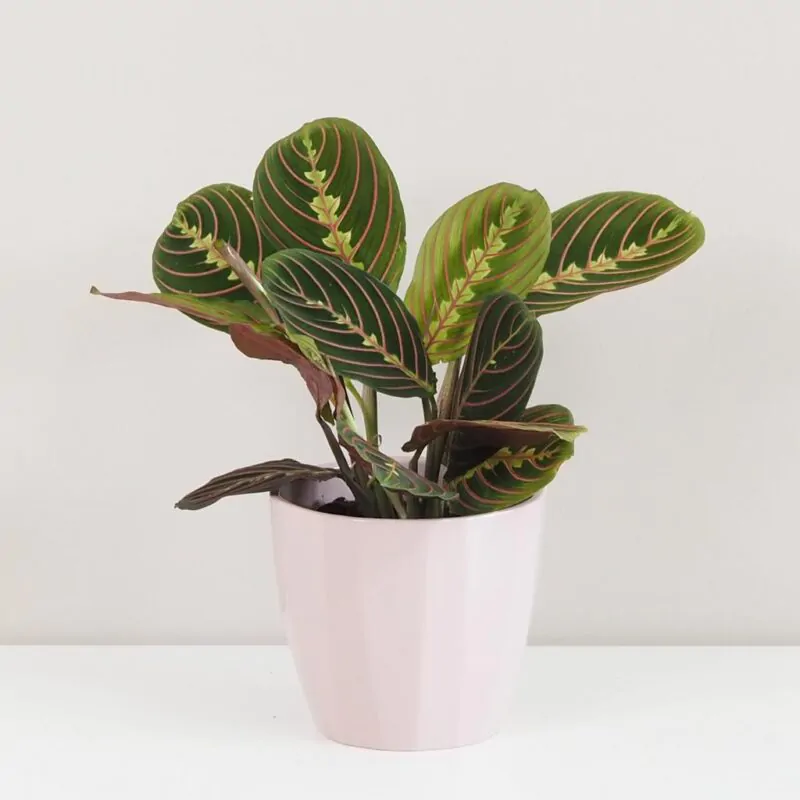 SpinTor 6 ml | Prírodný postrek proti škodcom - Plantizia.sk