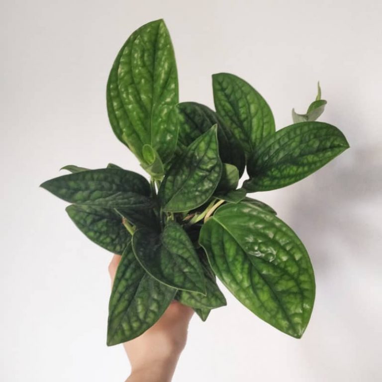 Monstera karstenianum | Ťahavé rastliny - Plantizia.sk