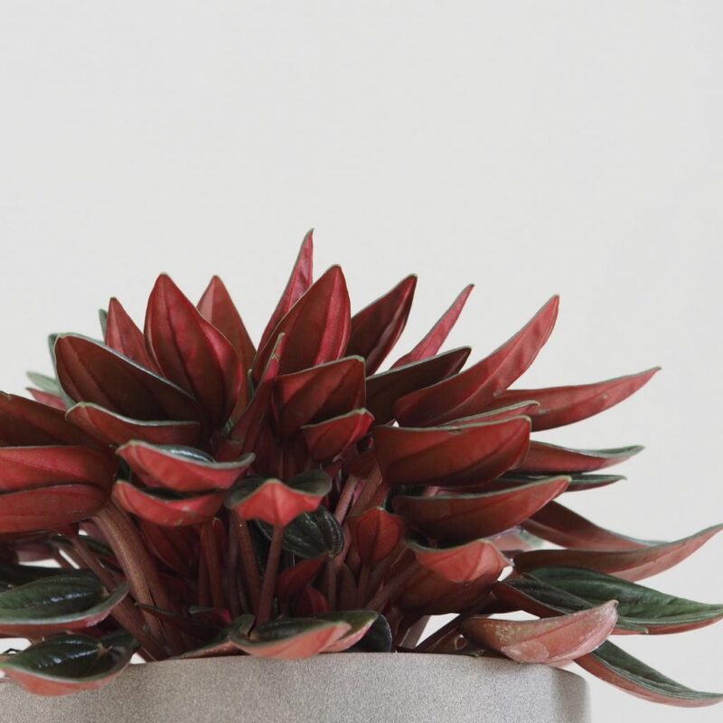 Peperomia caperata ‘Rosso’ | Rastlinný obchod - Plantizia.sk