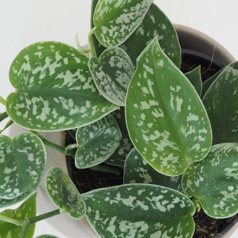 Scindapsus pictus ‘Argyraeus’ | Rastliny - Plantizia.sk