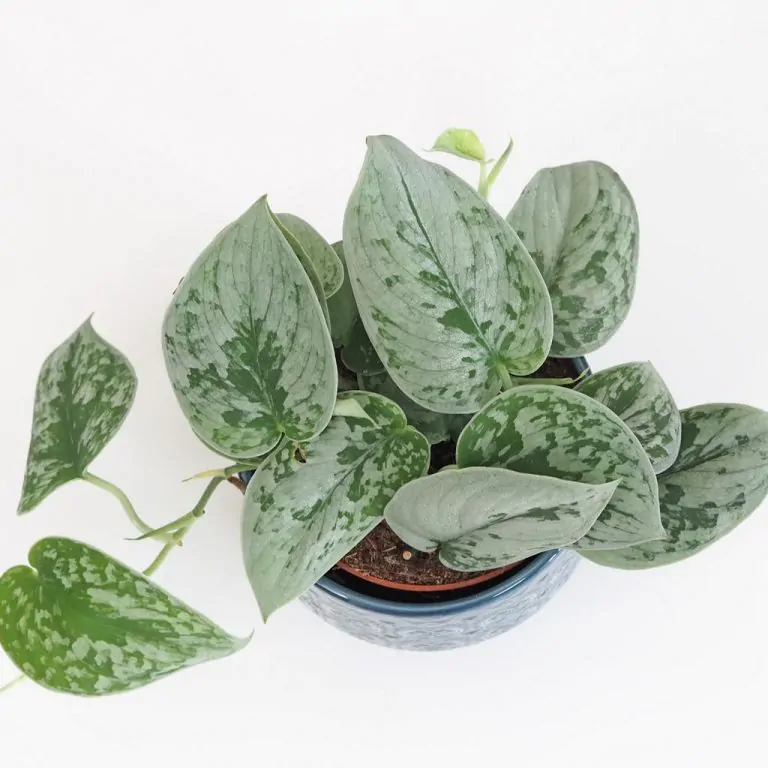 Scindapsus pictus ‘Silvery Ann’ | Obchod - Plantizia.sk