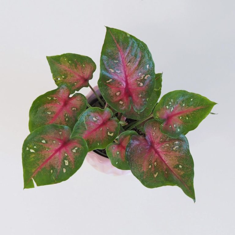 Caladium ‘Pink Beauty’ mini - Plantizia.sk