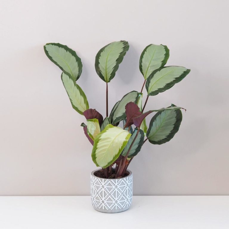 Calathea picturata ‘Argentea’ | Izbovky - Plantizia.sk