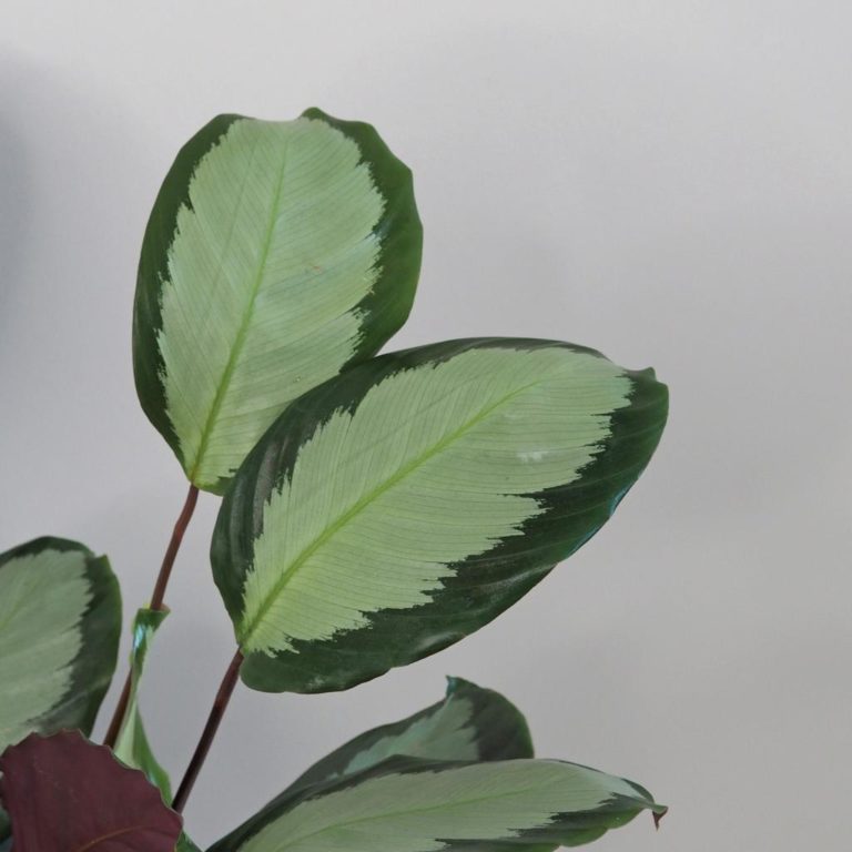 Calathea picturata ‘Argentea’ | Izbovky - Plantizia.sk