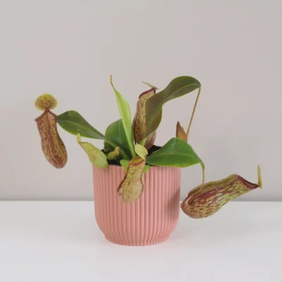 Nepenthes gaya | Mäsožravé rastliny - Plantizia.sk