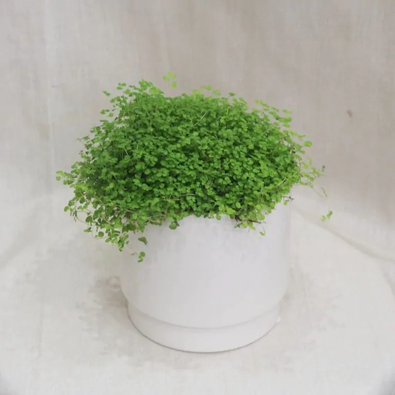 Rodinné šťastie / Soleirolia soleirolii - Plantizia.sk