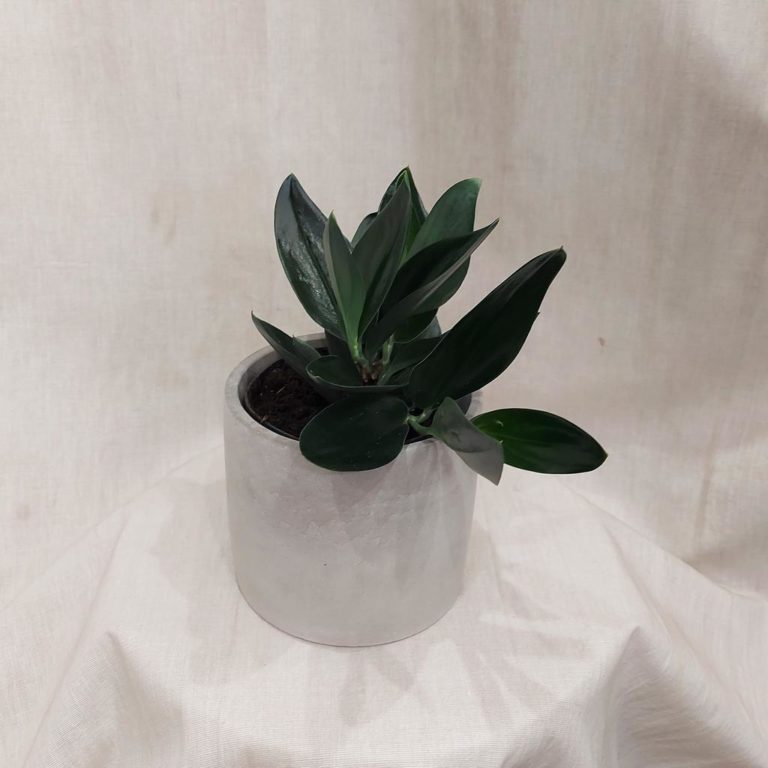 Scindapsus treubii ‘Dark form’ | Rastliny - Plantizia.sk