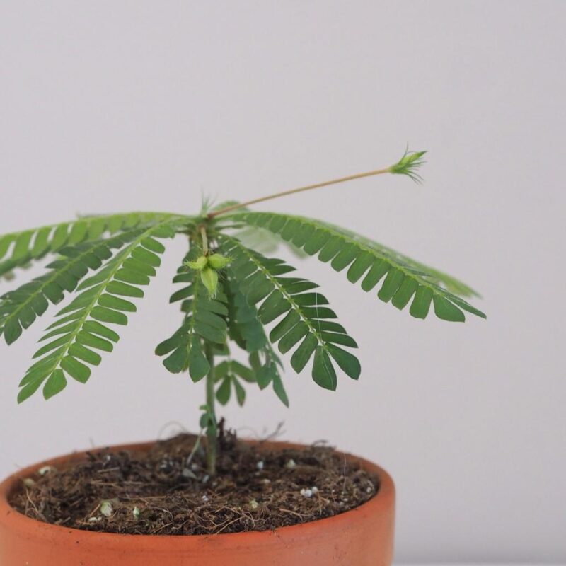 Biophytum sensitivum | Zaujímavé rastliny - Plantizia.sk