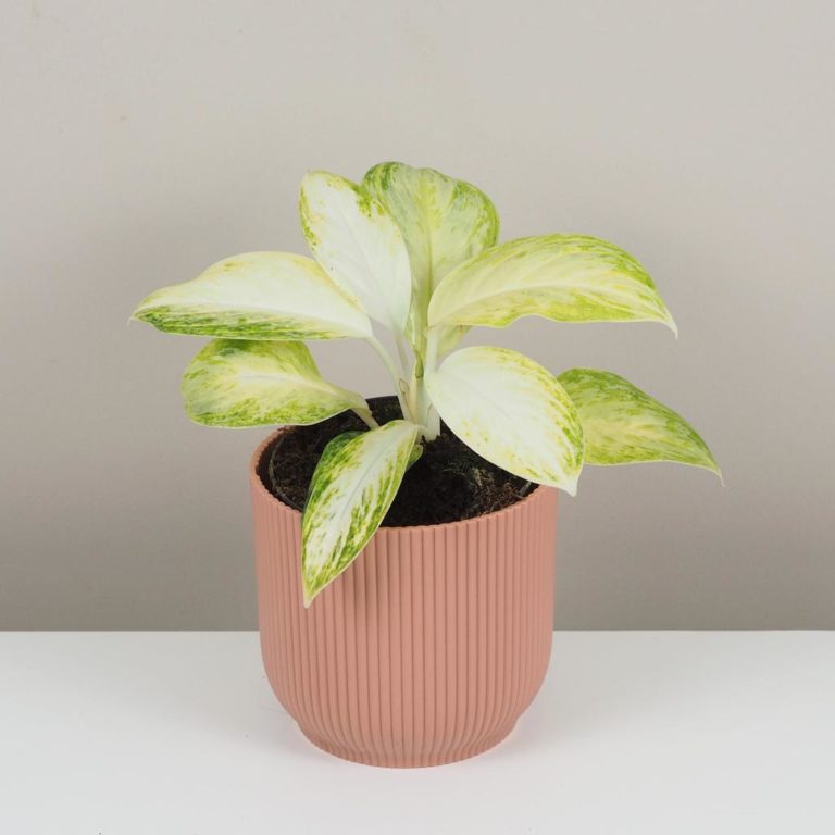 Aglaonema ‘Arctic Lime’ | Netradičná izbovka - Plantizia.sk