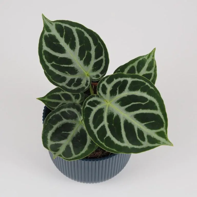 Anthurium crystallinum ‘Silver Blush’ veľké - Plantizia.sk