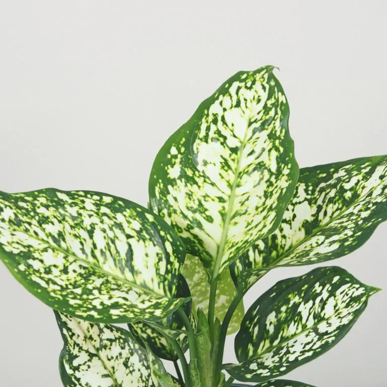 Aglaonema ‘White Anyamanee’ | Rastliny - Plantizia.sk