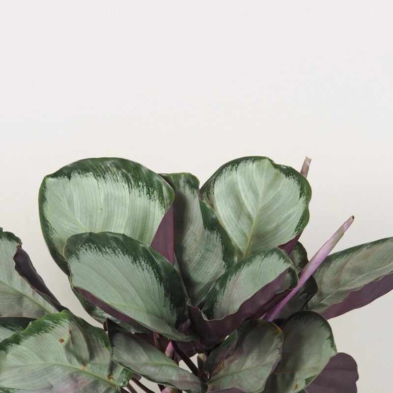 Calathea roseopicta ‘Corona’ - Plantizia.sk
