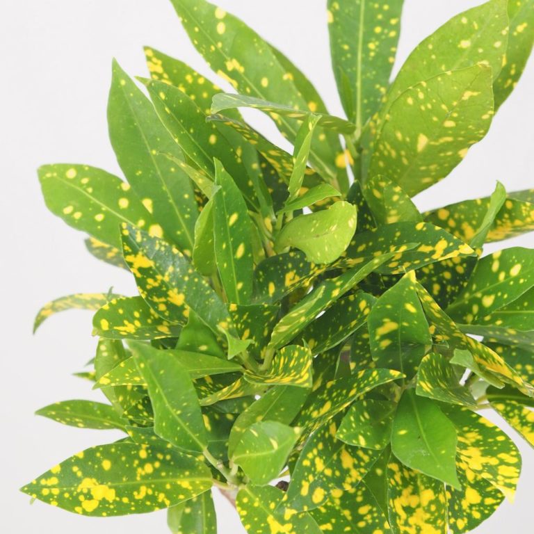 Krotónovec / Codiaeum variegatum ‘Gold Dust’ - Plantizia.sk