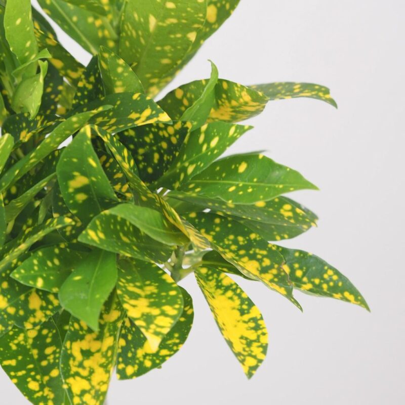 Krotónovec / Codiaeum variegatum ‘Gold Dust’ - Plantizia.sk