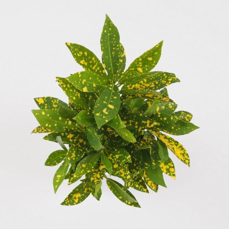 Krotónovec / Codiaeum variegatum ‘Gold Dust’ - Plantizia.sk
