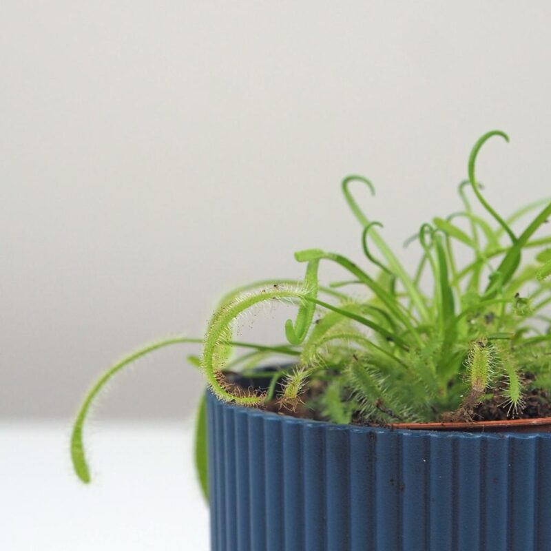 Drosera capensis | Mäsožravky - Plantizia.sk