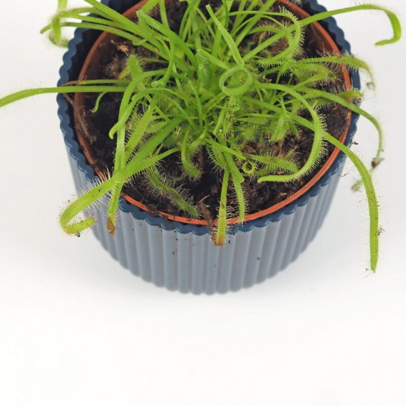 Drosera capensis | Mäsožravky - Plantizia.sk