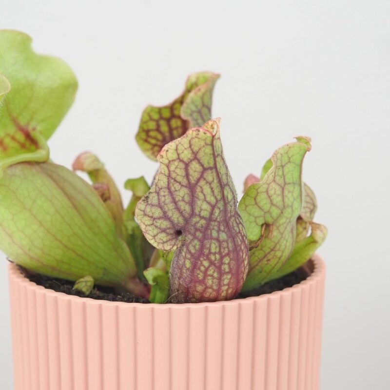 Sarracenia purpurea venosa | Mäsožravé rastliny - Plantizia.sk