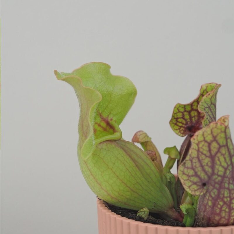 Sarracenia purpurea venosa | Mäsožravé rastliny - Plantizia.sk