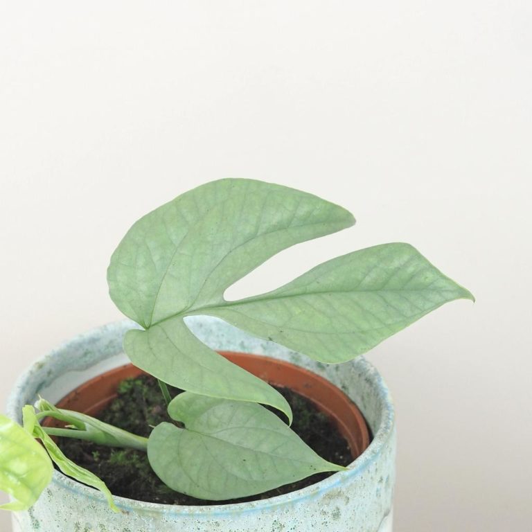 Amydrium medium silver (Spiderman Monstera) - Plantizia.sk
