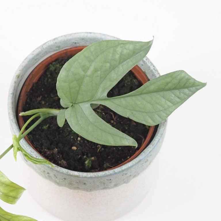 Amydrium medium silver (Spiderman Monstera) - Plantizia.sk