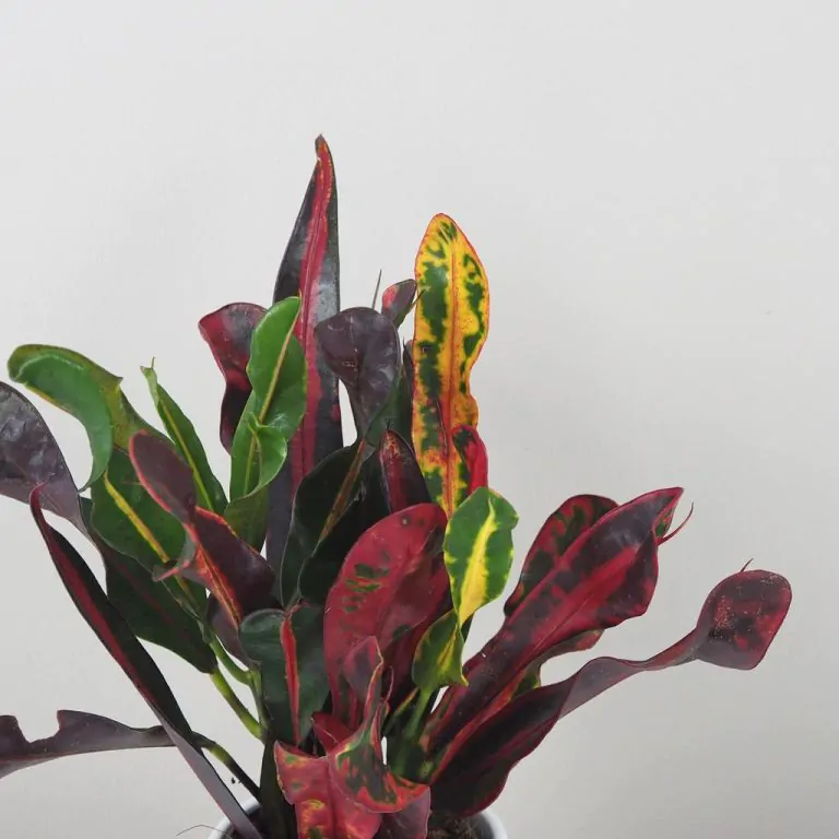 Krotónovec / Codiaeum variegatum ‘Mammi’ stredný | Obchod - Plantizia.sk
