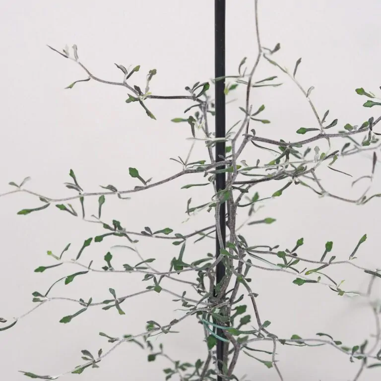 Corokia cotoneaster | Rastliny a črepníky - Plantizia.sk