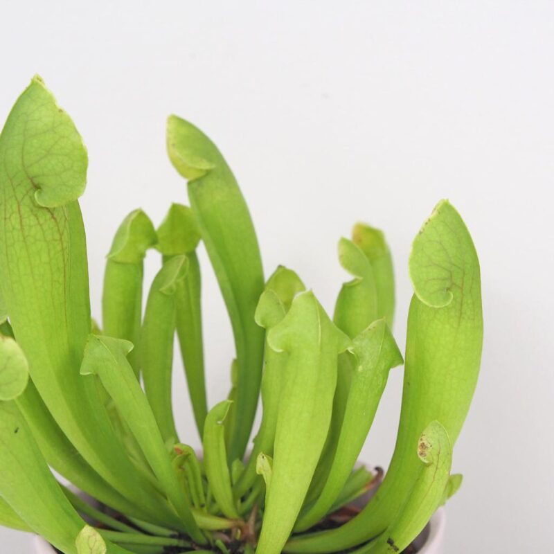 Mäsožravá rastlina Sarracenia barba | Obchod - Plantizia.sk