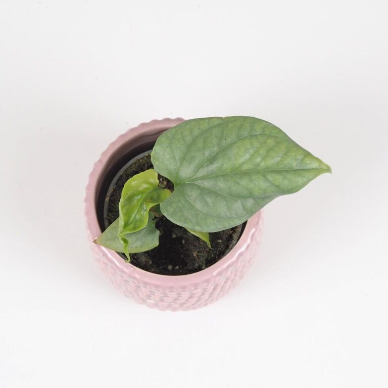 Amydrium medium silver (Spiderman Monstera) baby - Plantizia.sk