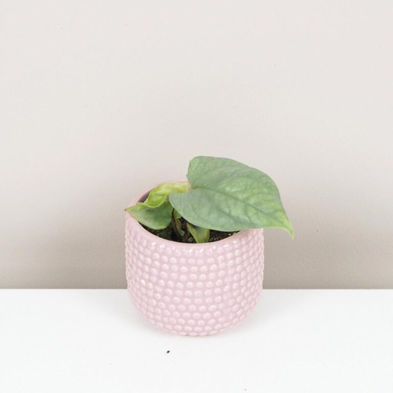 Amydrium medium silver (Spiderman Monstera) baby - Plantizia.sk