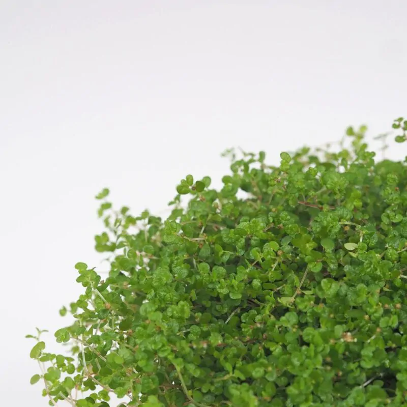 Rodinné šťastie / Soleirolia soleirolii - Plantizia.sk