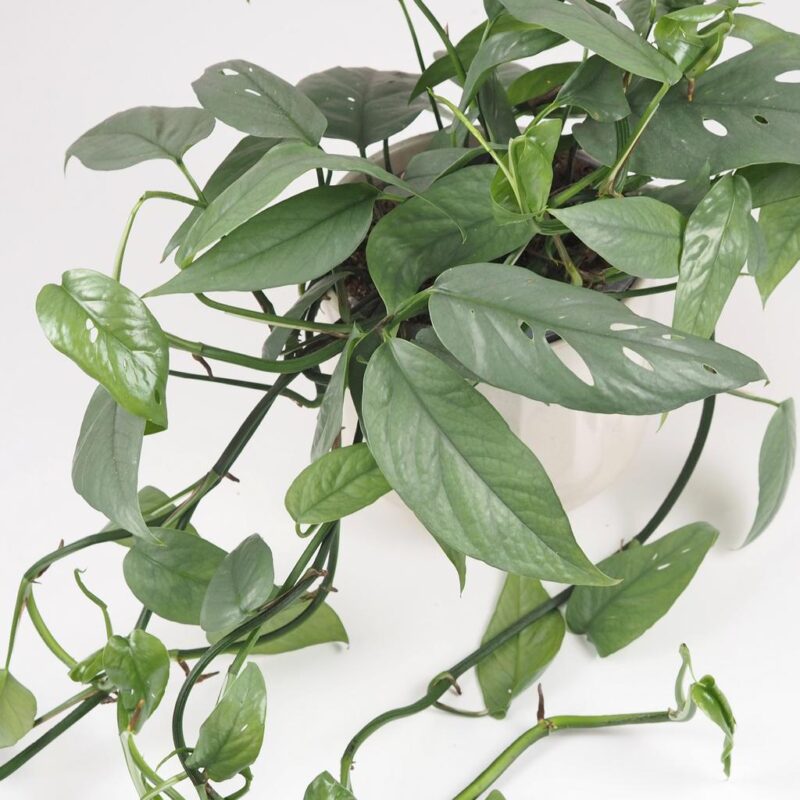 Epipremnum pinnatum ‘Cebu blue’ veľký | Obchod - Plantizia.sk