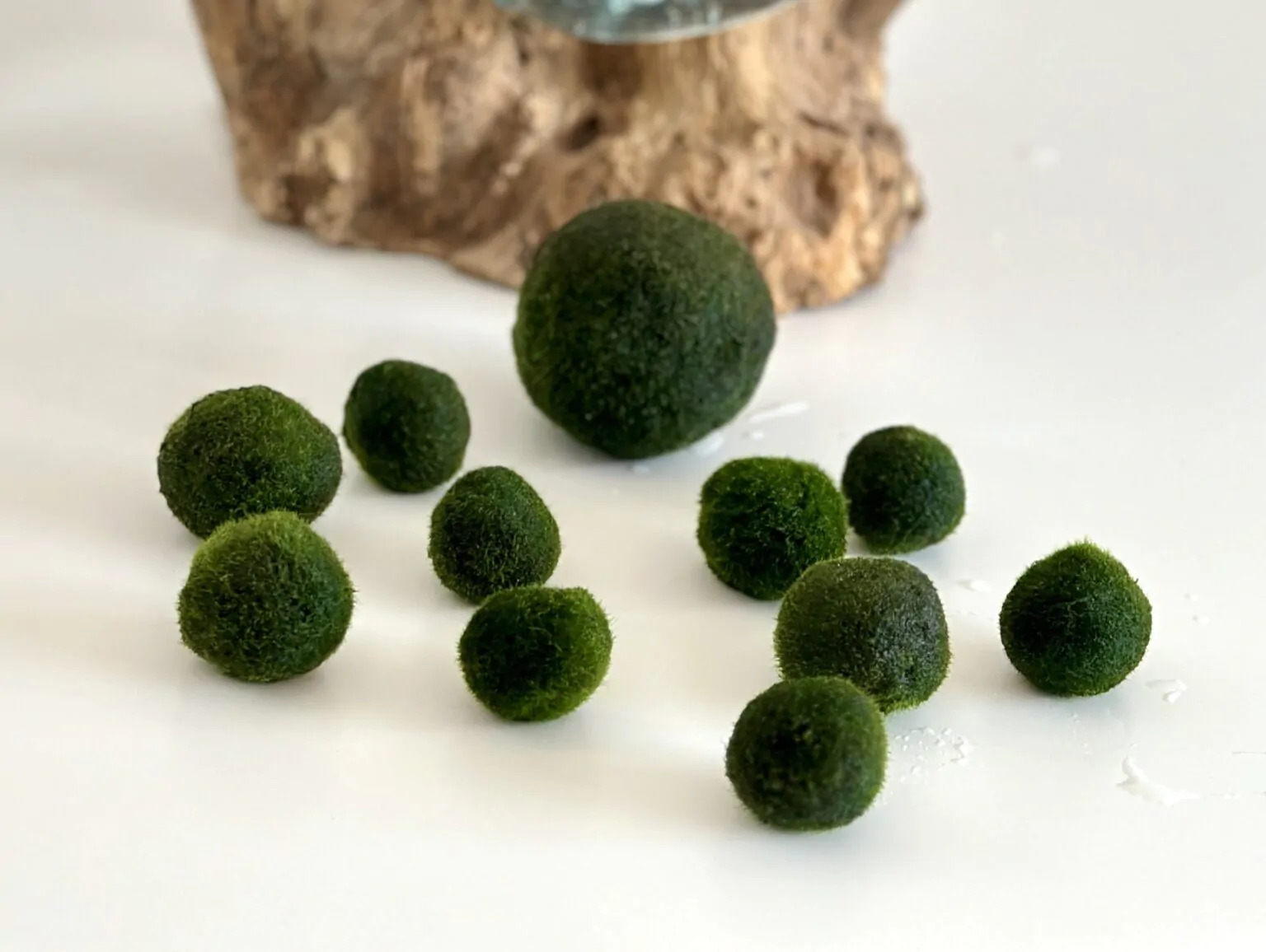 SpinTor 6 ml | Prírodný postrek proti škodcom - Plantizia.sk