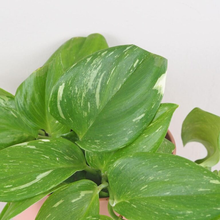 Scindapsus pictus ‘Rubicon’ | Obchod - Plantizia.sk