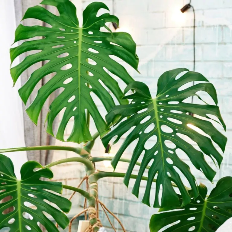 Citlivka / Mimosa pudica - rastlina, ktorá sa pri dotyku hýbe ...