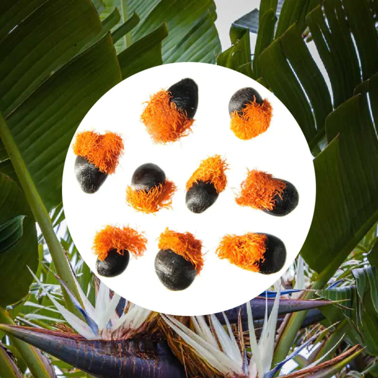 SpinTor 6 ml | Prírodný postrek proti škodcom - Plantizia.sk