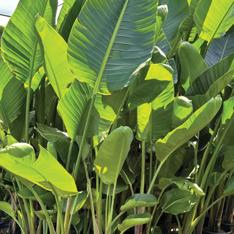 SpinTor 6 ml | Prírodný postrek proti škodcom - Plantizia.sk