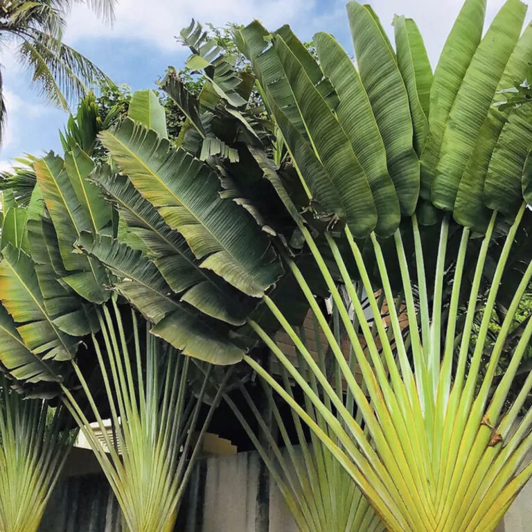 SpinTor 6 ml | Prírodný postrek proti škodcom - Plantizia.sk