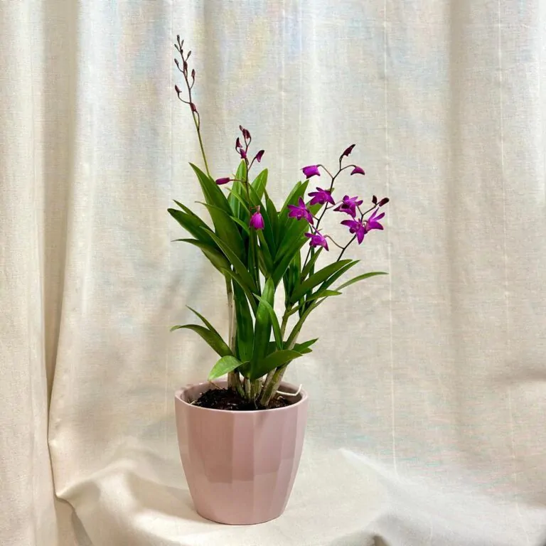 Orchidea Dendrobium ‘Berry Oda’ - Plantizia.sk