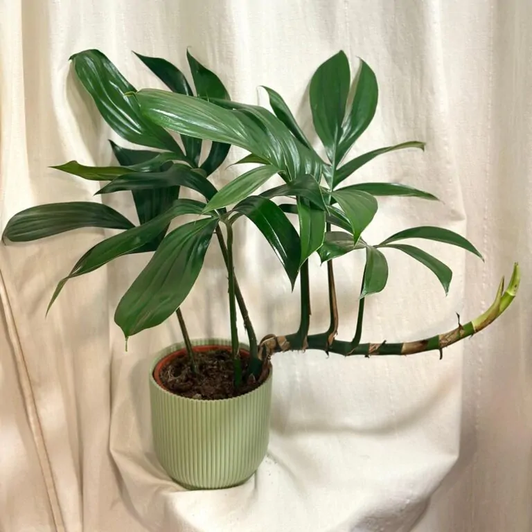 Rhaphidophora decursiva maxi | Izbové rastliny - Plantizia.sk