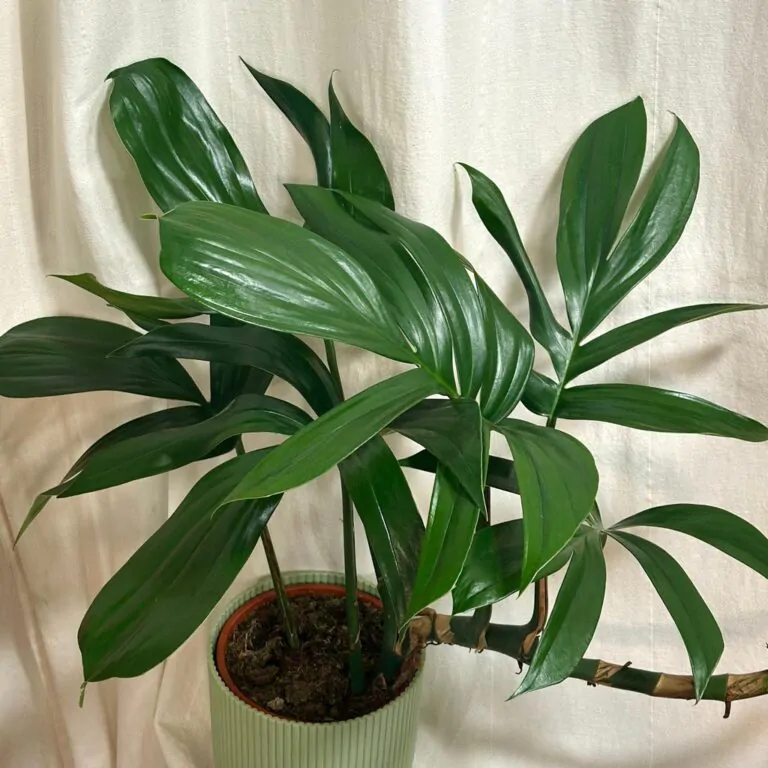 Rhaphidophora decursiva maxi | Izbové rastliny - Plantizia.sk