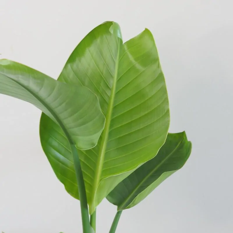 Strelitzia - ako sa starať o túto majestátnu rastlinu, aby sa jej ...