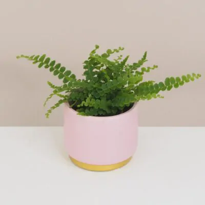 Papraď Nefrolepka: Rady pre úspešné pestovanie - Starostlivosť ...