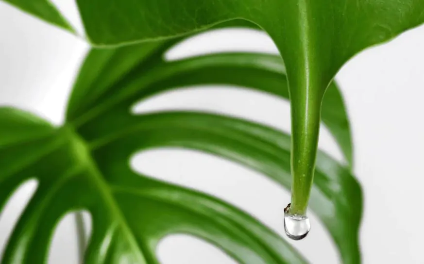 Monstera – 10 najčastejších problémov a ako ich vyriešiť - Plantizia.sk