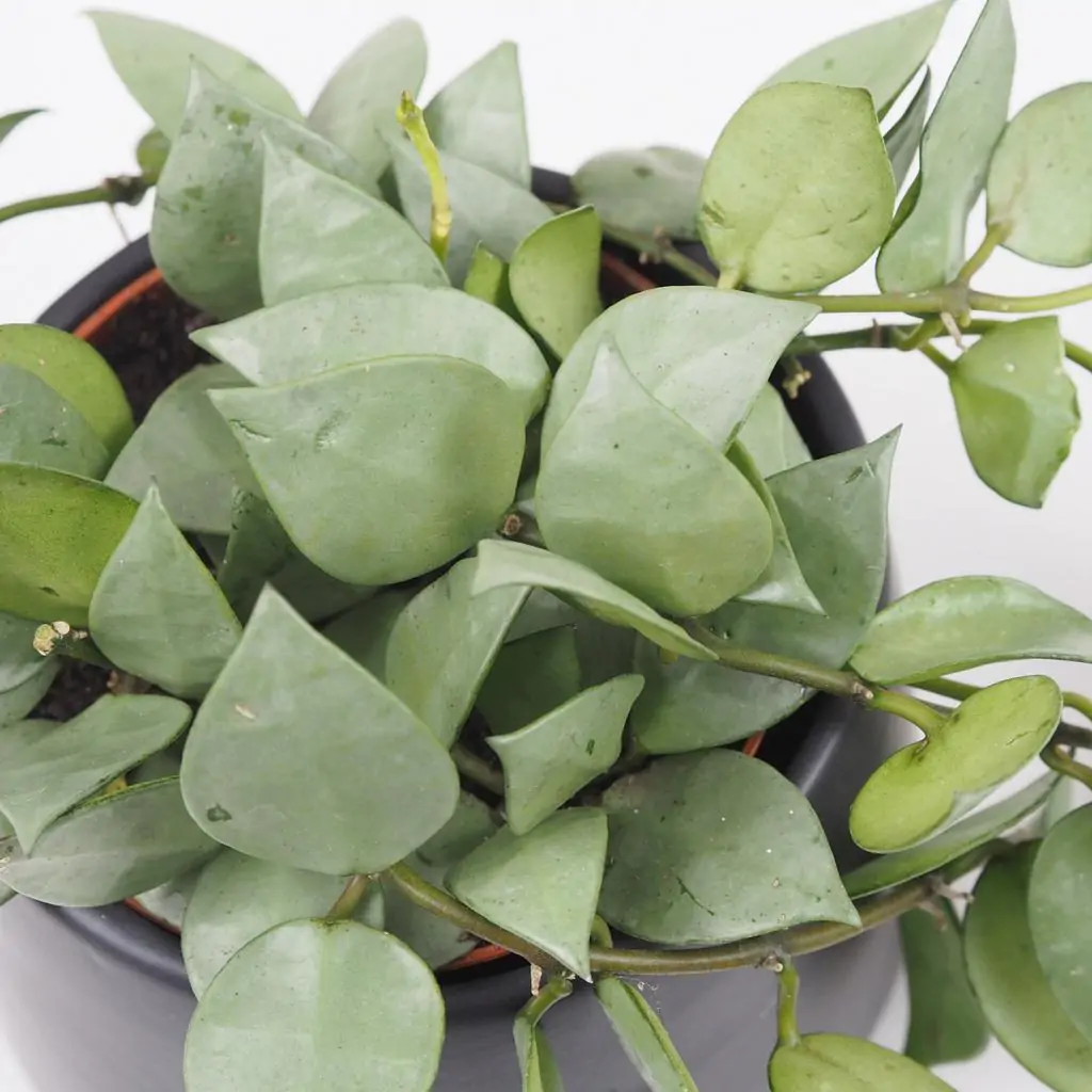 Hoya / Voskovka: Starostlivosť, množenie, tipy - Plantizia.sk