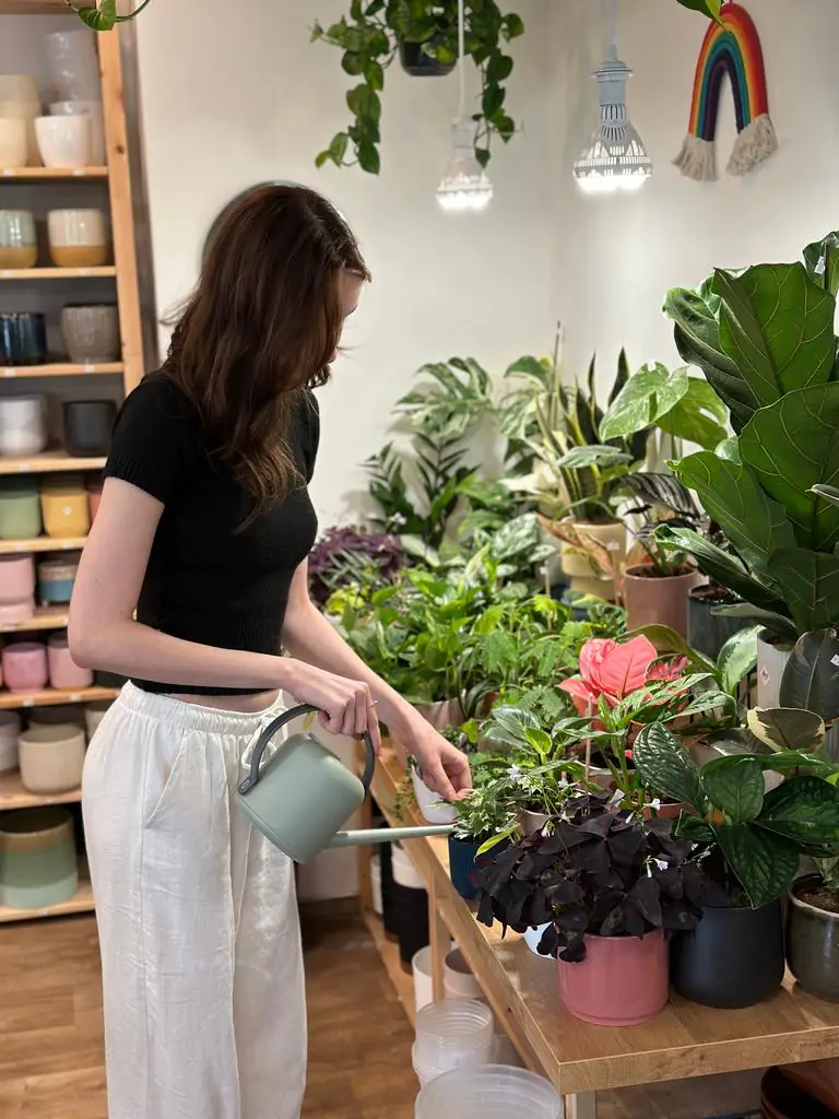 10 dôvodov prečo žltnú listy izbových rastlín a ako tomu predísť ...