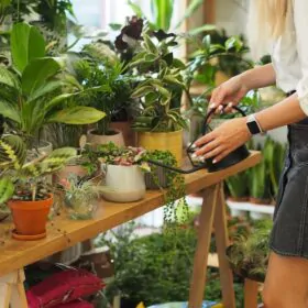 Izbové rastliny, riasogule a príslušenstvo | Plantizia.sk